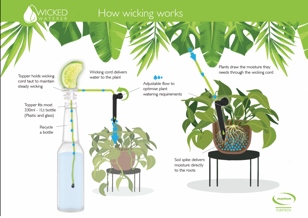 Wicked Waterer – Black & Co + Tuesday